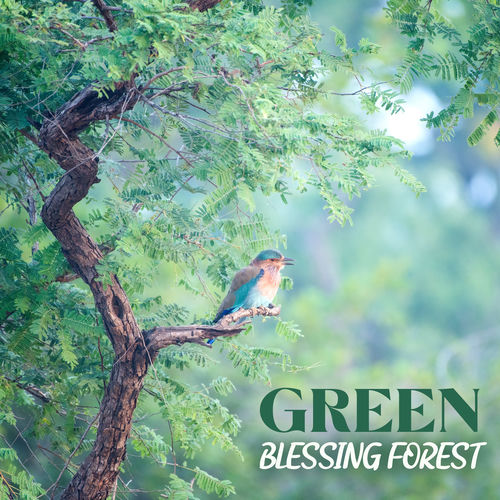 Green Blessing Forest: Birds Sounds and Nature Noises - Forest Hills ...
