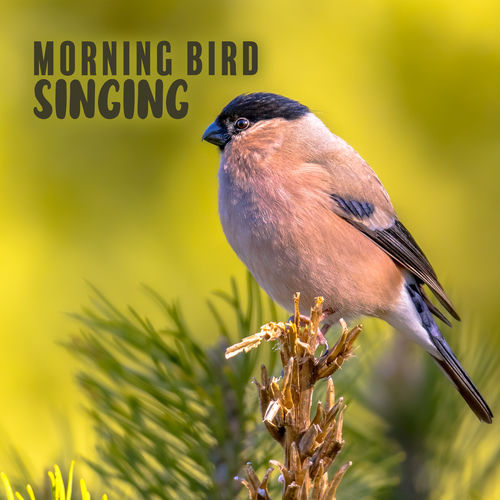 Morning Bird Singing: Positive Start of Your Day with Nature Sounds ...