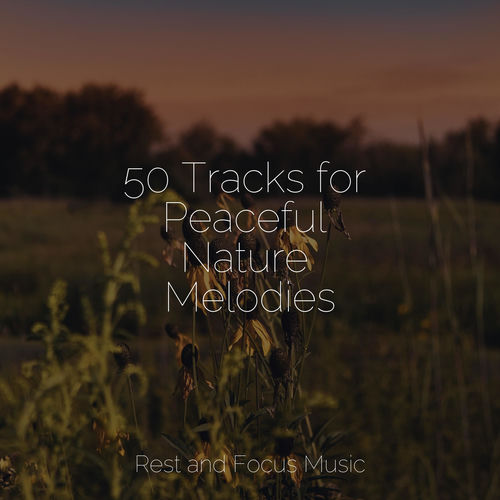 50 Tracks for Peaceful Nature Melodies - Sleep Meditation Dream Catcher ...